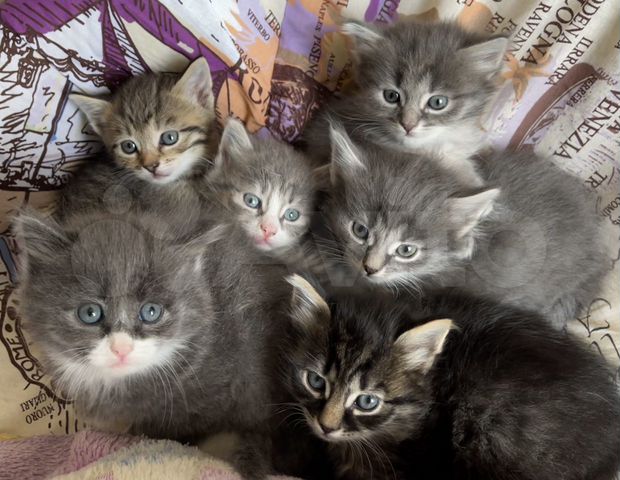 Кошки