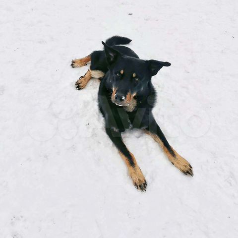 Французская овчарка