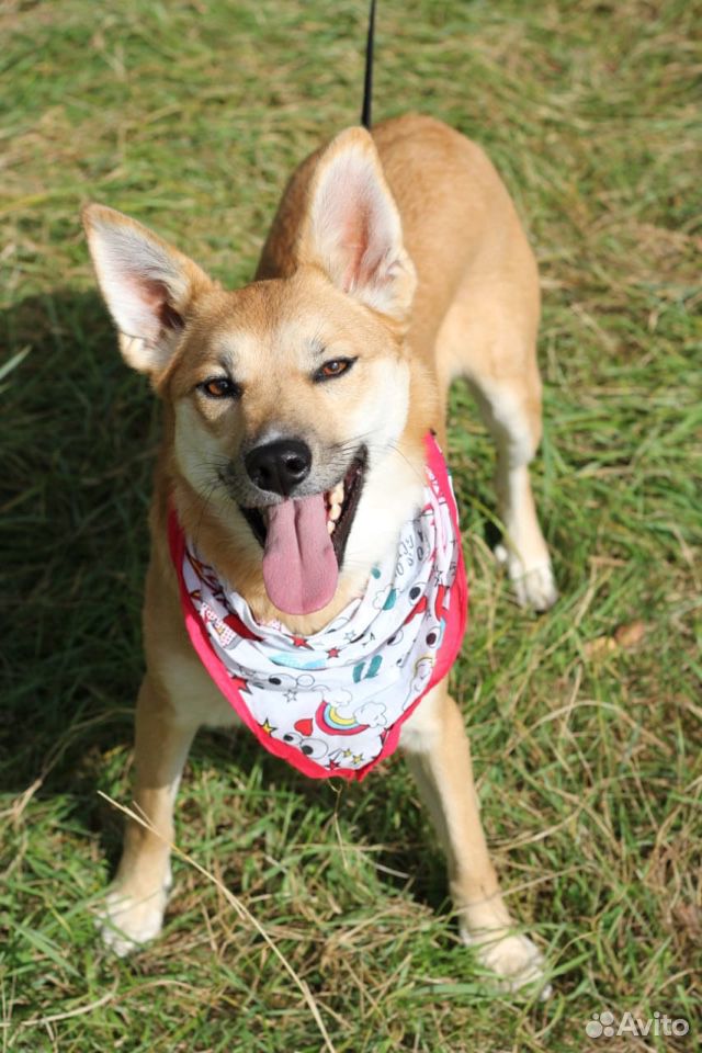 Очаровательная собака Ума в добрые руки