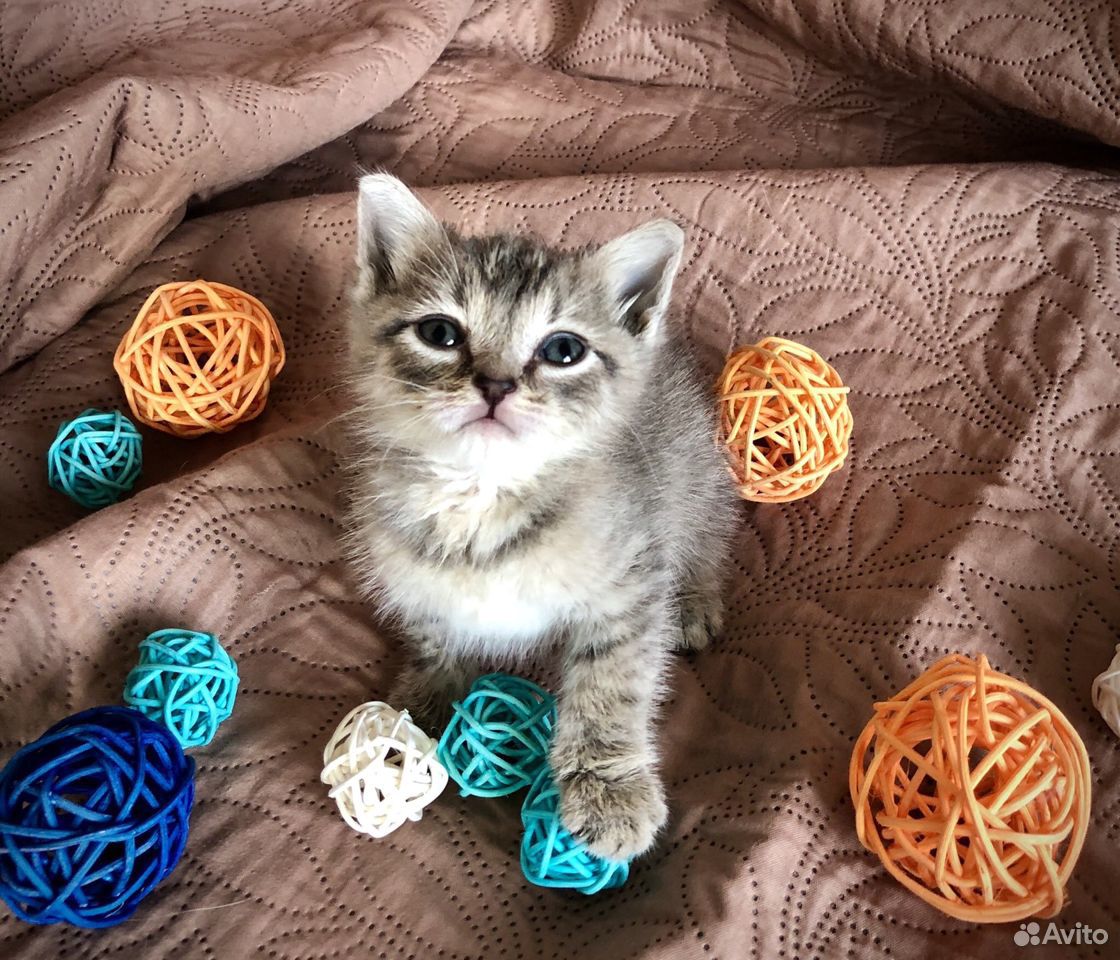 Бездомный котенок счастливчик