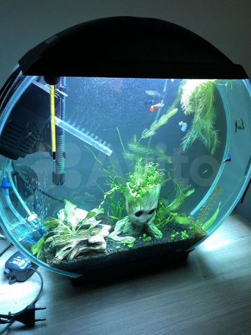Аквариум необычной формы. )