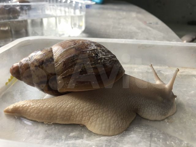 Улитки архахатины