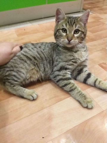 Котята помесь британские и бенгальские