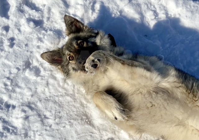 Собака кобель Джордж