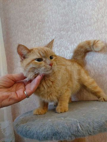 Кошечка Лиса