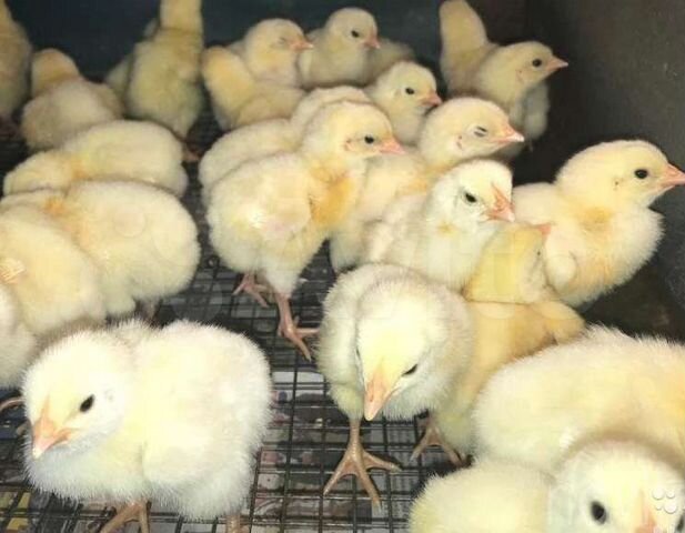 Цыпленок бройлер Росс 308