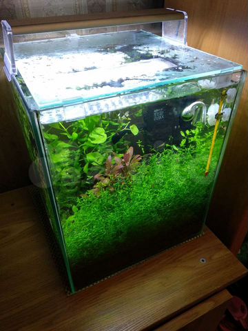 Прополка для аквариума свежая