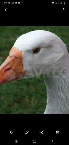 Гусаки на развод 2 головы