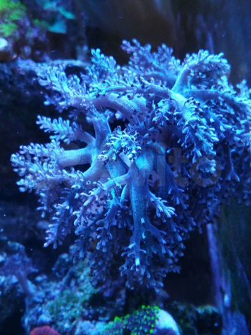 Живые кораллы