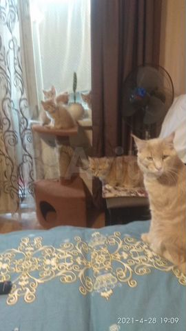 Котята