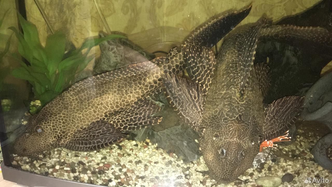 Сом птеригоплихт