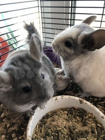 Шиншилла (2шт)