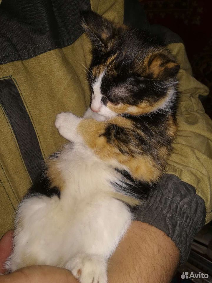 Кошка