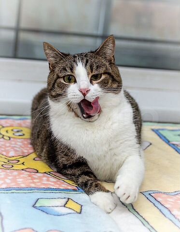 Котик Боря-просто классный и ласковый плюшка