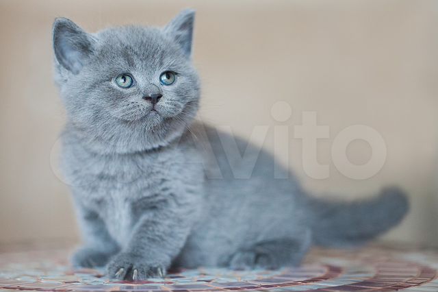 Британский котик Марсель