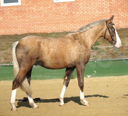 Соловый белоногий жеребец 2019 г.р