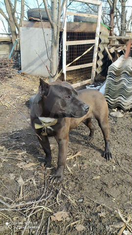 Стафик вязка