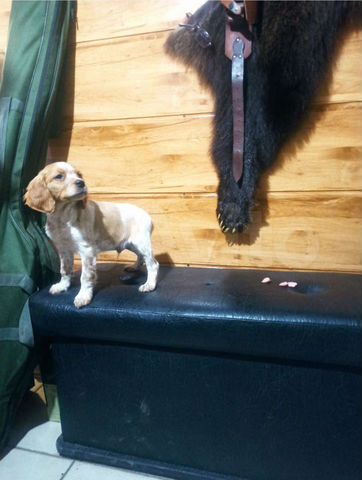 Щенок бретонский эпаньоль (бретон)