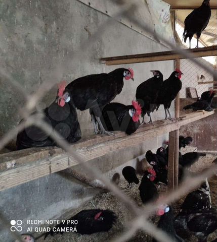 Куры испанские белолицые