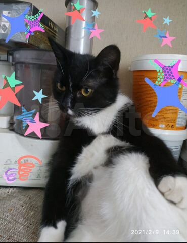 Кисонька для Вашей души Очень ласковая