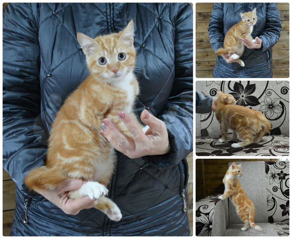 Котёнок в дар, в добрые руки